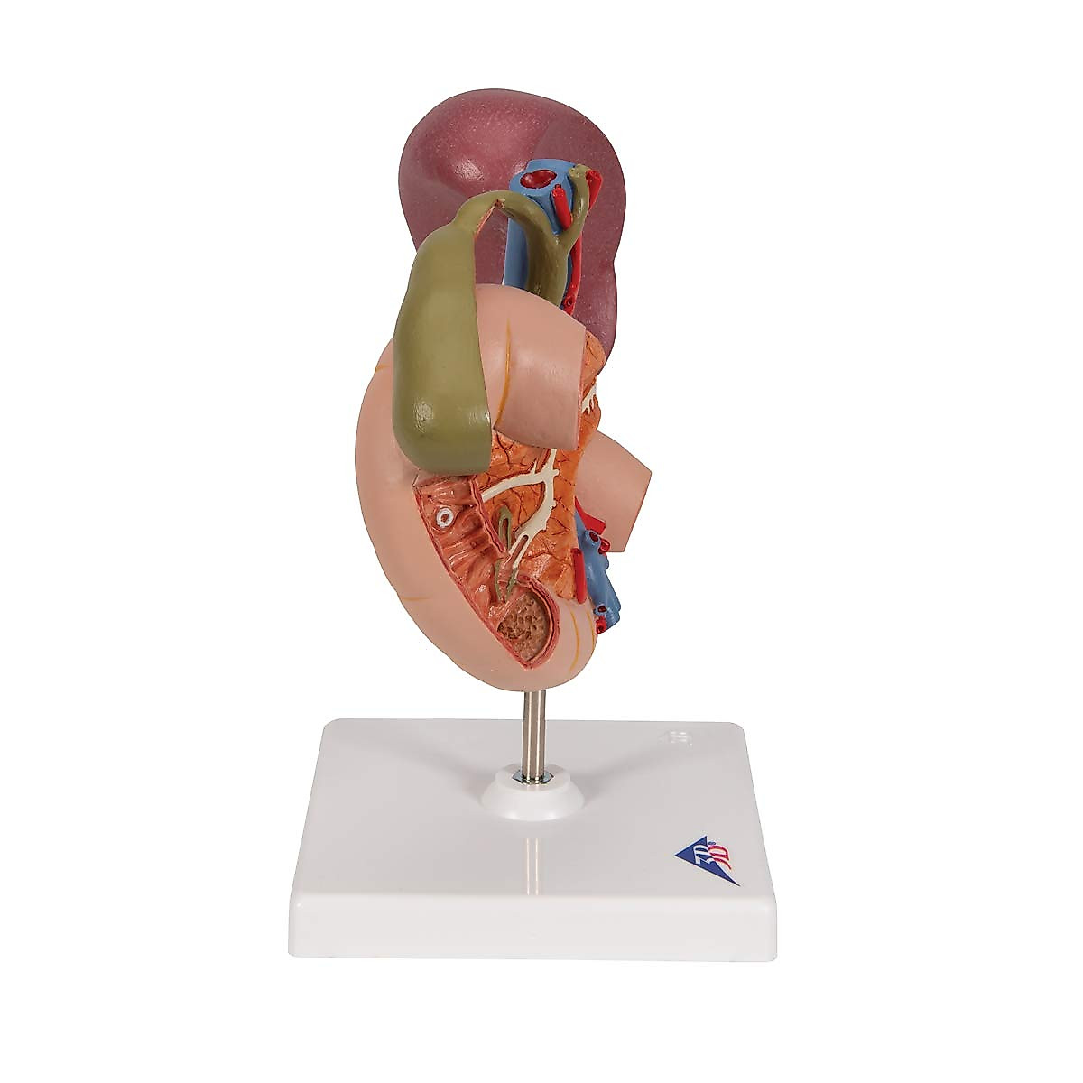 3B Scientific K22/2 Rear organs of the upper Abdomen - 3B Smart Anatomy
