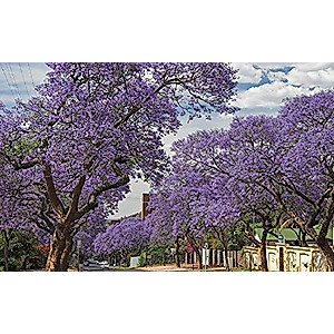 20+ Purple Jacaranda Mimosifolia Flowers Tree Seeds Plant Home Garden