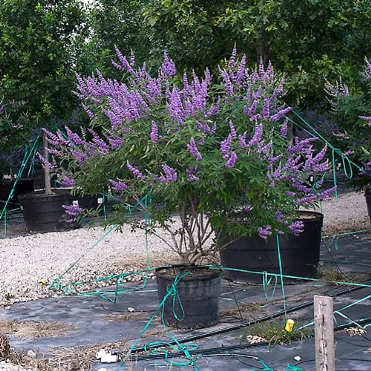 CHUXAY GARDEN 25 Seeds Vitex Agnus-castus 'Shoal Creek' Seeds,Chaste ...