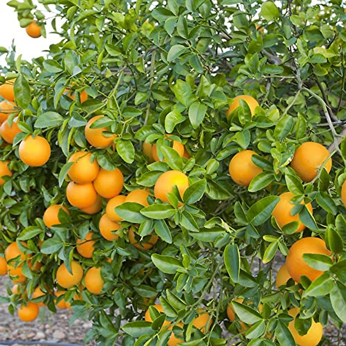 Dwarf Valencia Orange Seeds Fragrant Sweet Juicy GMO Free Patio Courtyard Outdoor Containers 15Pcs Fruit Tree Seeds by YEGAOL Garden
