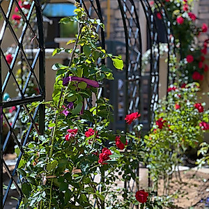 Outdoor Steel Rose Arch Iron Arbor Arch,Heavy Duty Metal Garden Arch, for Various Climbing Plant Outdoor Garden Lawn Backyard (Black)