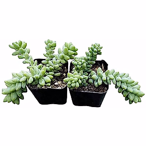 FOlIAGEMS Live Succulent Plants from USKC (Two 2"Pot Set) (Sedum Morganianum Burrito/Donkey Tail)