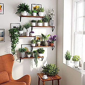 Wallniture Ponza Floating Shelves for Wall, 24" Floating Bookshelf, Wood Wall Shelves for Bedroom Decor, Walnut Set of 5