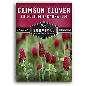 Survival Garden Seeds - Crimson Clover Seed for Planting - Packet with Instructions to Plant and Grow Lovely Flowers that also are a Cover Crop in Your Home Vegetable Garden - Non-GMO Heirloom Variety