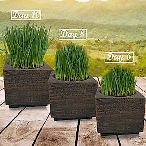 Cali Kiwi Pros Best Value Organic Cat Grass Growing Kit, Seed and Soil for 4 Plantings. Cat Toy Gift to Cats as Well as Hairball Remedy. (Wicker Brown)