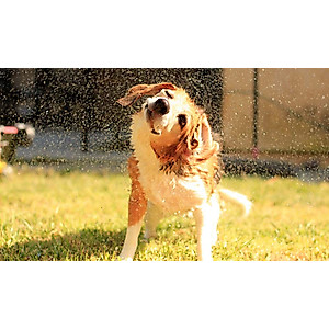 Dogs Immune Support - Dog Hair and Coat Health - Skin Itch Relief - Nail Health - Dog Vitamins and Minerals - 2 Bottles (120 Tablets)