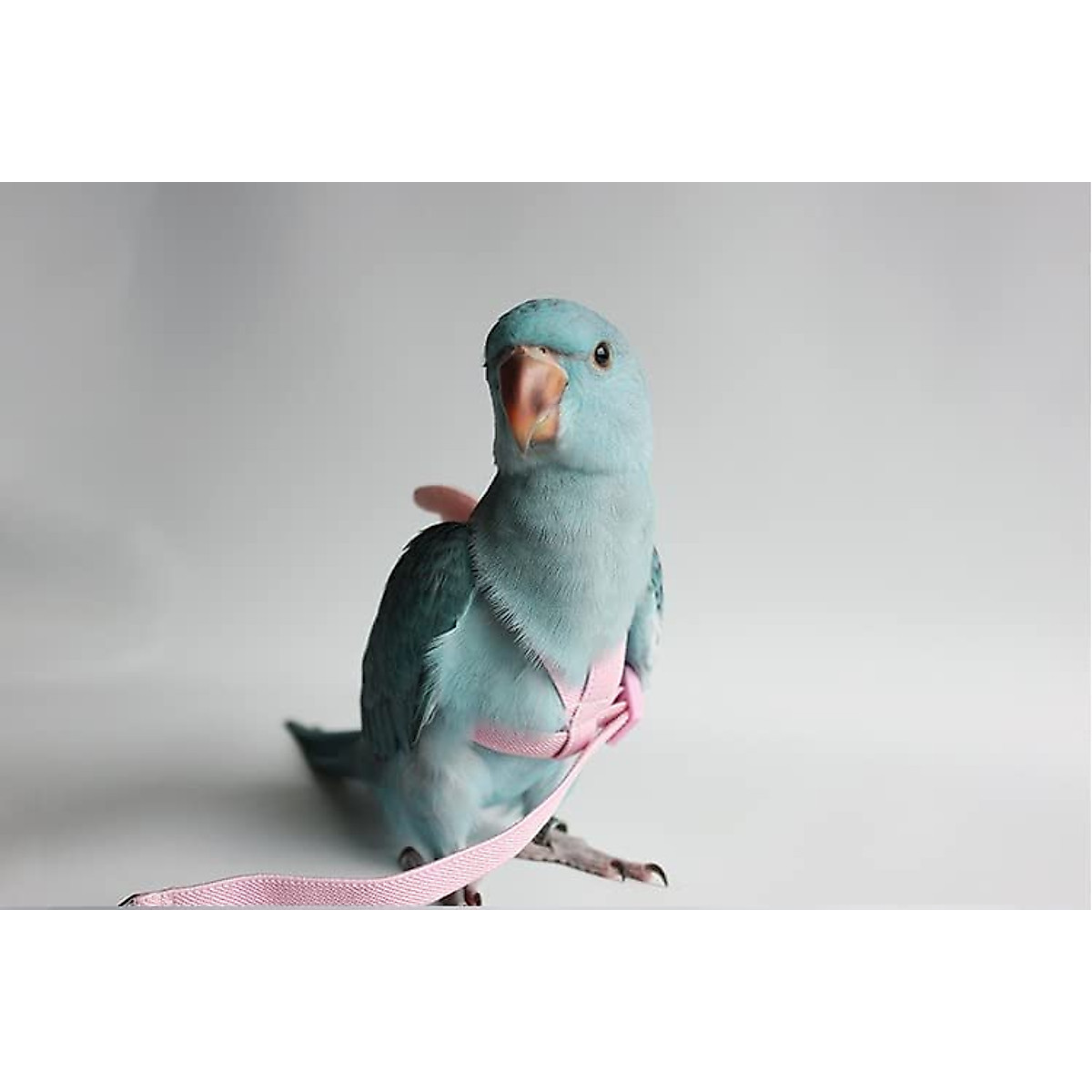Pet Parrot Bird Harness Leash Adjustable Bird Flying Harness Traction Rope with Cute for Parrots Budgerigar Lovebird Cockatiel Mynah Outdoor Training Toy (Quaker/Sun Conure,Pink)