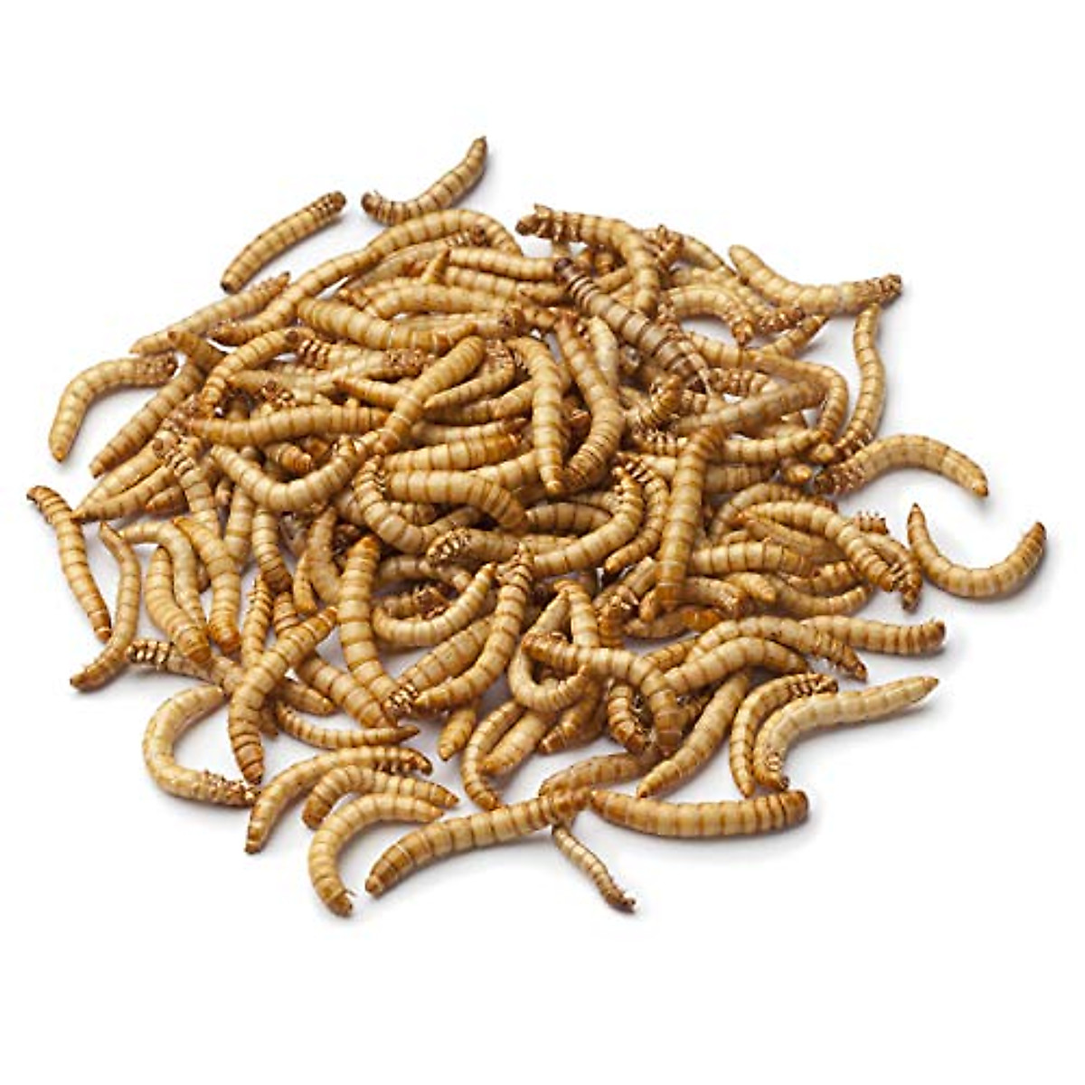 Mealworms Bird Feeder | 5 x 5 inch Powder Coated Mesh Bowl with Adjustable Stainless Steel Roof