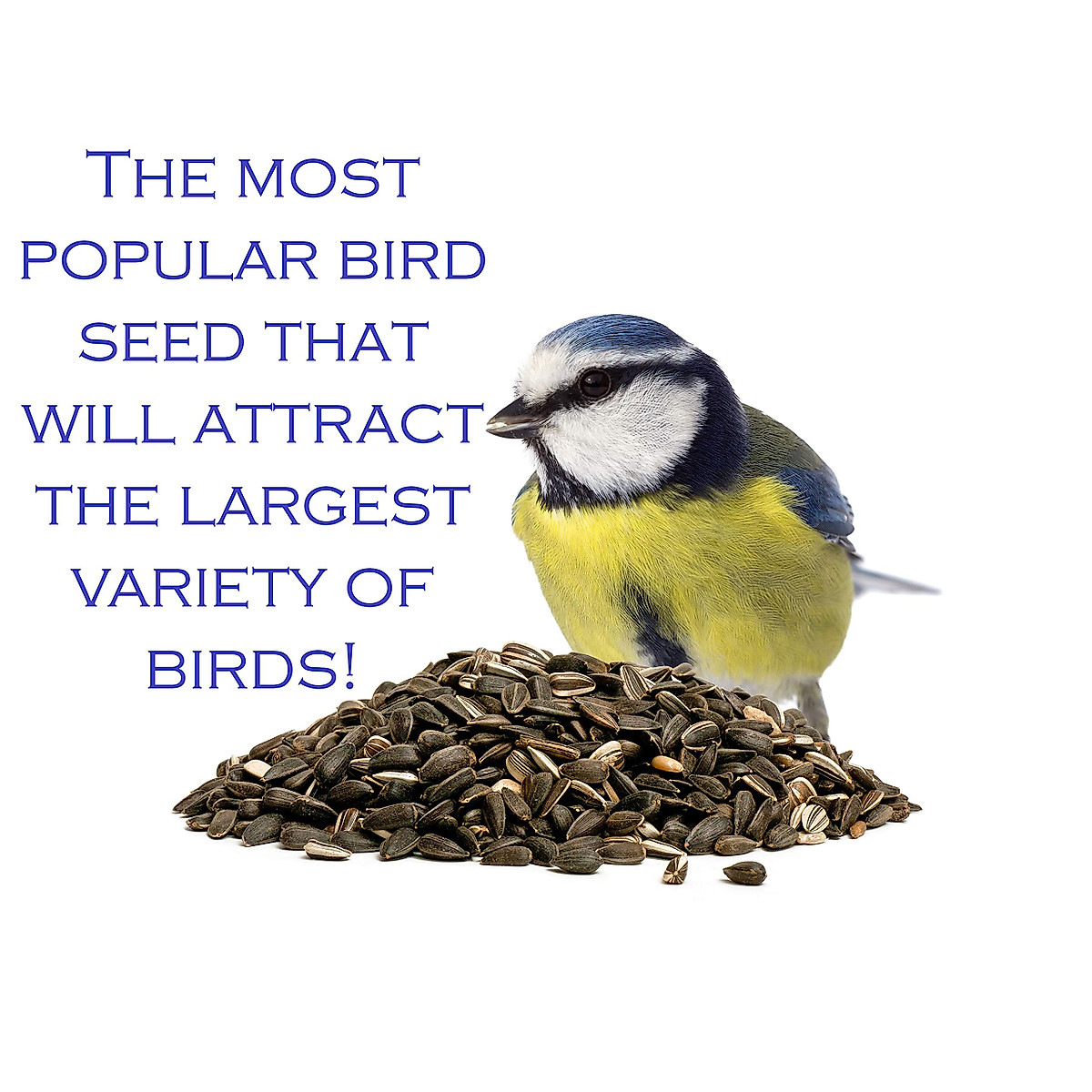 FAMILY FARM AND FEED | Four Season | Black Oil Sunflower Seed | 4 Pounds | Wild Bird Food | Backyard Songbird