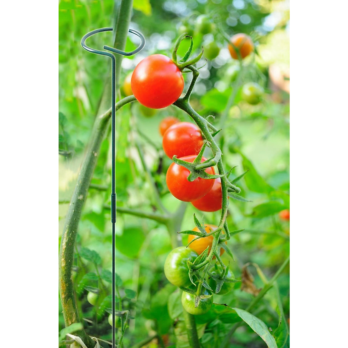 YEENIM 5 Pcs Plant Support Stakes, 30 Inch (15.75"+15.75") Tall Single Stem Plant Sticks, Garden Stake for Indoor Outdoor Flowers Amaryllis Tomatoes Peony Lily Rose Narcissus