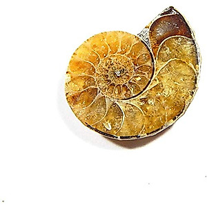 phoenix888 XUETZALCOATL Golden Nahushah Sudarshan Shaligram 1.5cm - 2.5cm from Kali Gandaki 1 pcs