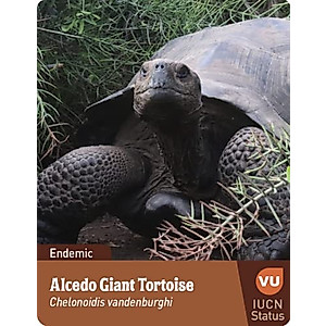 Galapagos Memory Game Land Animals Edition