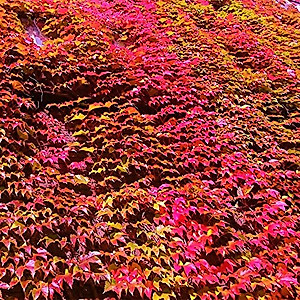 QAUZUY GARDEN Seeds- 100 Virginia Creeper Parthenocissus Quinquefolia Seeds, Fully Hardy, Fast-Growing