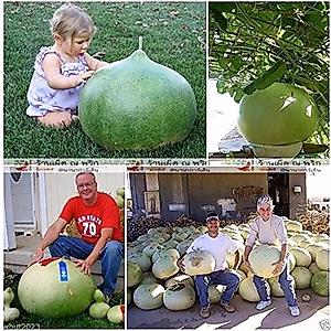 Bushel Basket Gourd Seeds,Fruit up to 100 lb,Make large baskets and decorations.(25 Seeds)