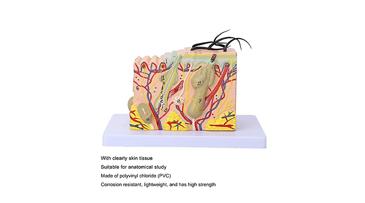 35X Enlarged Skin Model for Teaching Anatomy