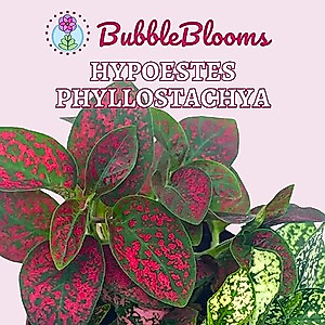 Polka-dot-Plant, Hypoestes phyllostachya, Live in a 2 inch Pot Tiny Mini Pixie Plant