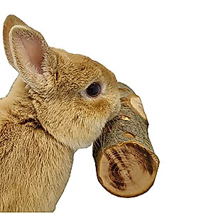 Shuoxpy Small Animal Natural Apple Wood Chew Toy, Guinea Pig Molar Apple Wood Treats for Chinchilla Guinea Pigs Rabbits Squirrel Hamster Bunny