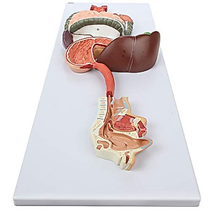 Axis Scientific Human Digestive System Model | Half Life-Size Digestive System Displays Opened Organs | Includes GI-Tract and Colon | Includes Product Manual