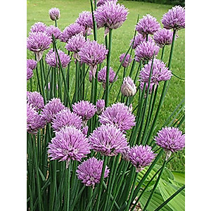 3000 Common Chive Seeds for Planting Non GMO 5 Grams of Seeds Garden Vegetable Bulk Survival Chives
