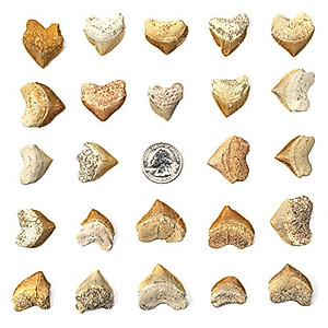 KALIFANO Authentic Fossilized Prehistoric Corax Shark Teeth (5 Pack) from Morocco - Shark Tooth for Fossil Collections and Education Purposes (Information Card Included)