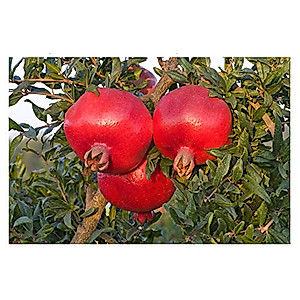 Pomegranate Tree Seeds for Planting, 30+ Fruit Tree Seeds, Tall & Beautiful Tree, (Isla's Garden Seeds), 85% Germination Rates, Great Home Garden Gift