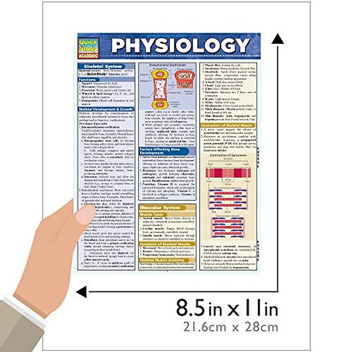 Physiology QuickStudy Laminated Reference Guide (QuickStudy Academic)