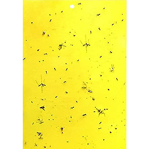 HGSLWFT 5 Count Sticky White Fly Trap (Pack of 5)