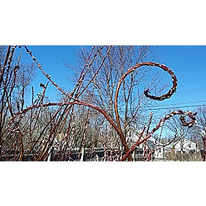 Rare Japanese Fantail Willow Cutting to Grow - Amazing Curling, Fasciated Stems