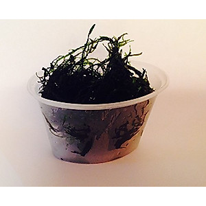 Aquarium Plants Galore Live Java Moss