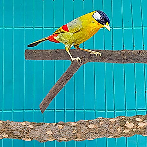 4 PCS Bird Perch Natural Wood Stands for Parrots Cage Accessories Standing Branches for Parrots Gnawing Chewing Wooden Rod Perches Bifurcation Nature Vines for Budgies 25cm Bird Toy Cage Decoration