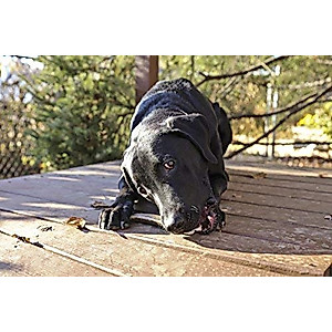 Pet Parents® Gnawtlers® - Premium Elk Antlers for Dogs, Naturally Shed Elk Antlers, All Natural Elk Antler Dog Chew, Specially Selected from The Heartland Regions (Large)