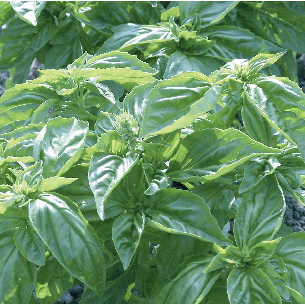 Burpee Genovese Basil Seeds 400 seeds