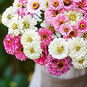 Zinnia Seeds - Isn't This Romantic Mix - 1 Pound - Pink/Yellow/White Flower Seeds, Open Pollinated Seed Attracts Bees, Attracts Butterflies, Attracts Hummingbirds, Attracts Pollinators, Easy to
