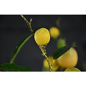 GiDiProtea Artificial Lemon Branch Yellow Vivid Artificial Fake Lemon Flower Home Party Garden Decoration 2Pcs 7 Lemons