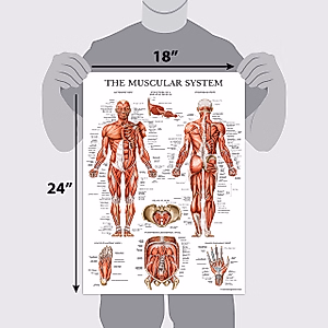 Palace Learning 3 Pack: Muscular System + Skeletal System + Anatomy of the Spine Poster Set - Set of 3 Anatomical Charts - Laminated - 18" x 27"