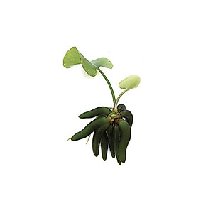 Marcus Fish Tanks 2 Banana Plants (Nymphoides Aquatica) Live Aquarium Plants - Buy 2 Get 1