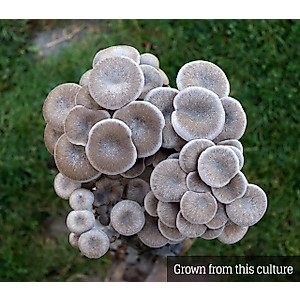 Mushroom Liquid Culture - Black Pearl King (Pleurotus eryngii/ostreatus)
