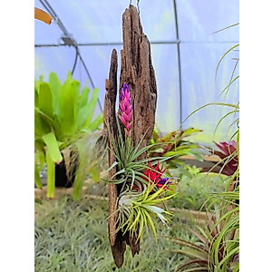 Live Air Plants - Ionantha Druid - 2 to 3 Inch Air Plant - Color & Form Varies by Season - 30 Day Guarantee on Tillandsia from The Drunken Gnome (One Size 2-3") (1)
