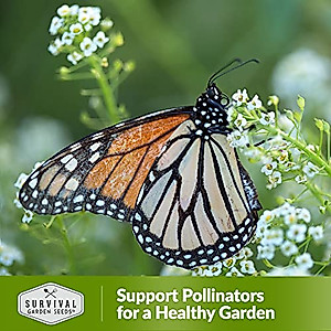 Survival Garden Seeds - Carpet of Snow Alyssum Seed for Planting - Packet with Instructions to Plant and Grow Lobularia maritima in Your Home Flower or Vegetable Garden - Non-GMO Heirloom Variety