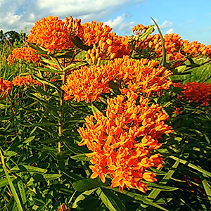 Outsidepride Butterfly Milkweed Asclepias Tuberosa Garden Plant Flower Seed - 500 Seeds