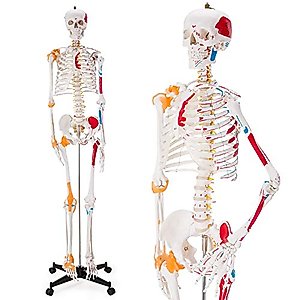 Ultrassist Human Skeleton Model, Life Size Anatomical Skeleton Replica with Spinal Nerves, Muscle Insertion and Origin Points, Joint Ligaments for Human Skeleton Anatomy Study, Includes Rolling Stand