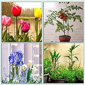 Greenpeas Plant Stake Support - 3-Inch Diameter Steel Support Stands with Green Plastic Coating - Gardening Brace Sticks for Single Stem Flowers, Amaryllis, Tomatoes, Peony, Lily - 16" Tall, 5 Pieces