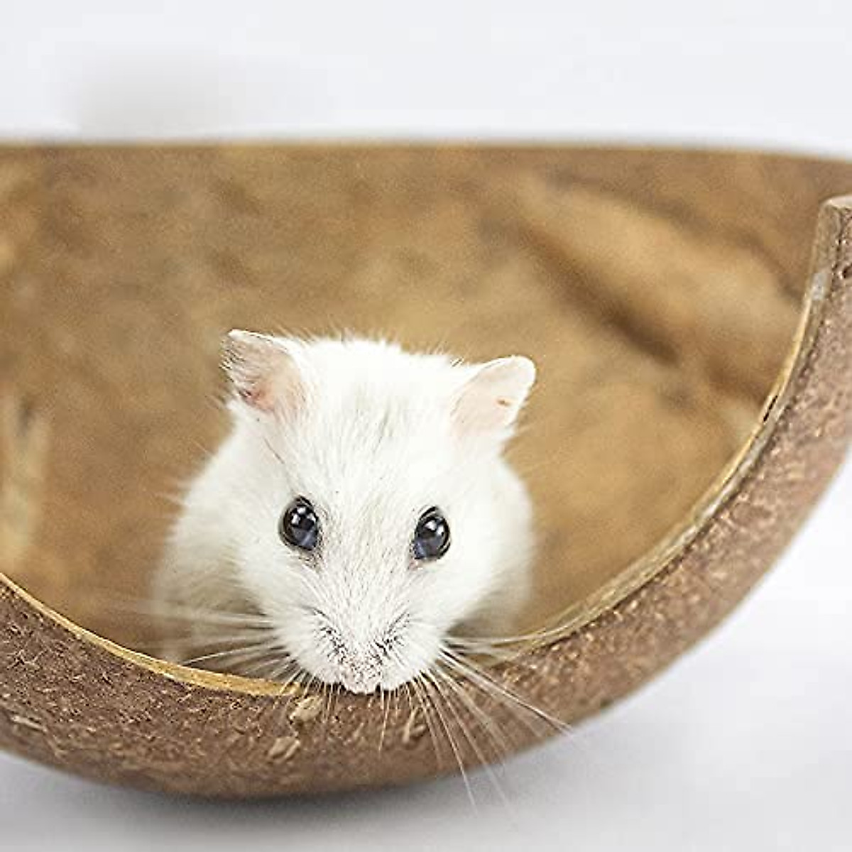 PINVNBY Coconut Hut Hamster Hiding House Hanging Coconut Shells Pet Cave Hideout Small Animal Cage Habitat Decor for Gerbils Rats Mice Dwarf Syrian Hamster Playing & Resting (6 PCS) 
