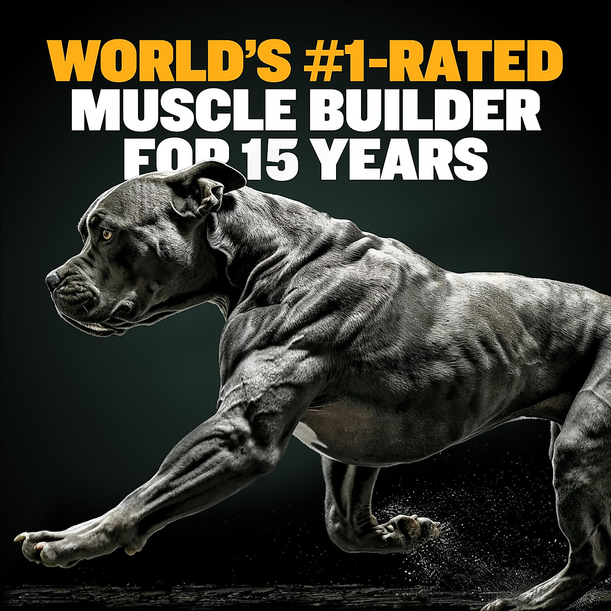 Bully Max Muscle Builder Soft Chews for Dogs and Puppies - Training Supplements for Puppy and Adult Dog - Dog Food Topper Treats for Muscle Gain - All Dog Breeds & Ages, 75 Delicious Soft Chews
