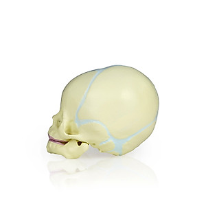 Jackson Global JS00030 Human Fetal Skull Model | Great for Understanding of Fetal Bone Development
