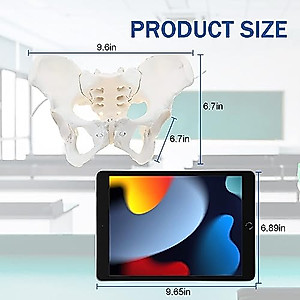 LYOU Life Size Female Pelvis Model, Flexible Female Anatomy Model, Hip Bone Pelvic Anatomical Model for Science Education Midwife in Obstetrics, Gynecology & Patent Communication