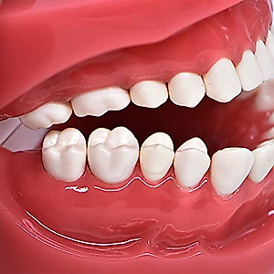 Dental Typodont Standard Teeth Model for Teaching Practice Demonstration Flossing Model for Adult