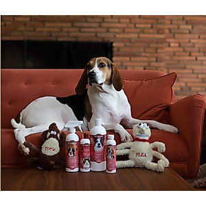 Bio-Groom Flea & Tick Dog Shampoo – Flea and Tick Prevention for Dogs, Cat Flea Treatment, Cruelty-Free, Made in USA, Natural Tick Repellent, Protein-Lanolin Shampoo – 12 fl oz 1-Pack