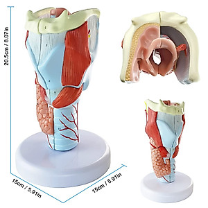 NEW HORIZON 1.5X Life Size Human Laryngeal Model Nasal Oral Cavity Throat Nasopharynx aryngopharyngeal Pharynx Larynx Anatomical Model Science MedicalStudents Teaching Aid