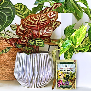 The Old Farmer's Almanac Houseplant & Flower Plant Food Mini Spikes - NPK 5-5-5 for Continuous Feeding and Vibrant Colors (12 Mini Spikes)